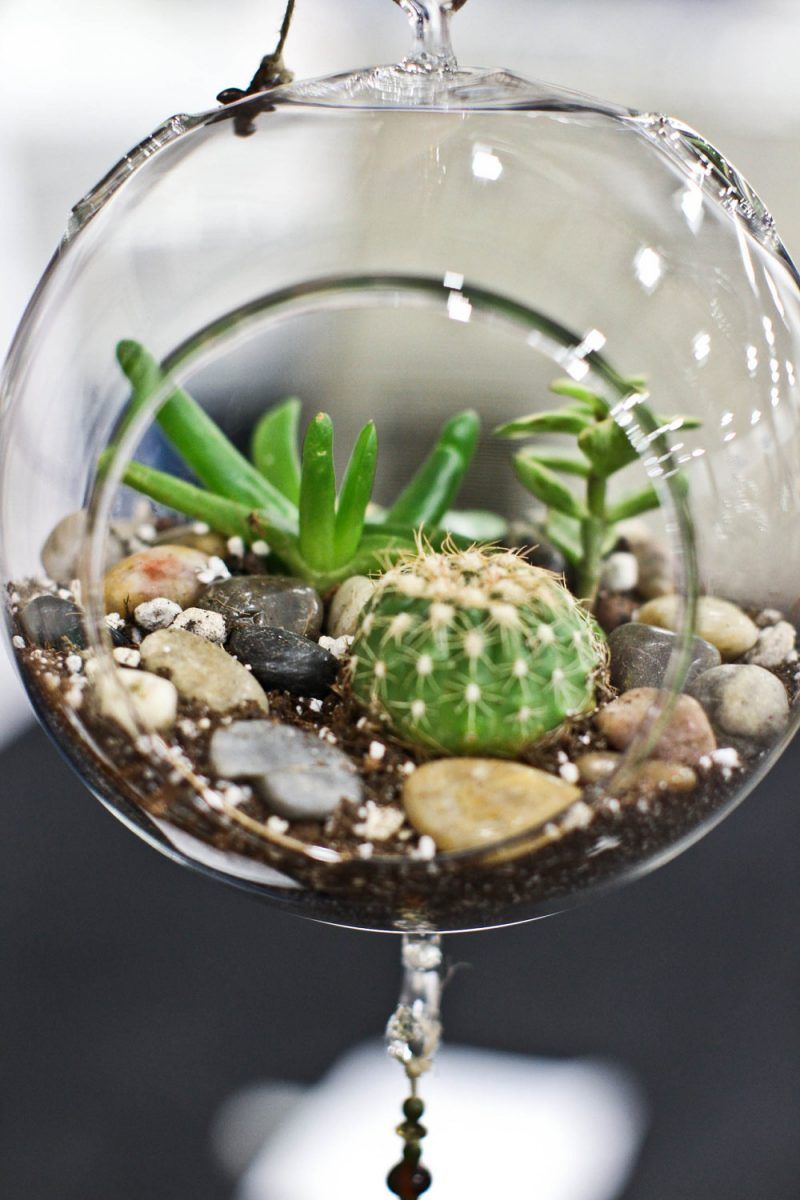 Terrário: 60 Modelos, Plantas e Como Fazer Passo a Passo!