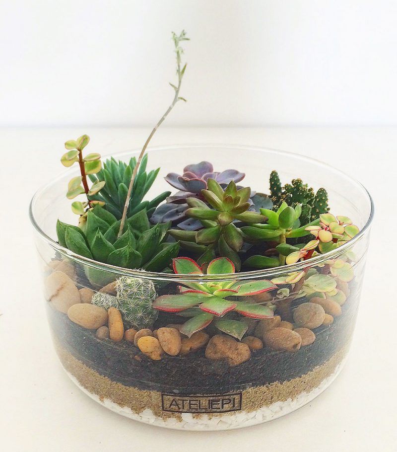 Terrário: 60 Modelos, Plantas e Como Fazer Passo a Passo!