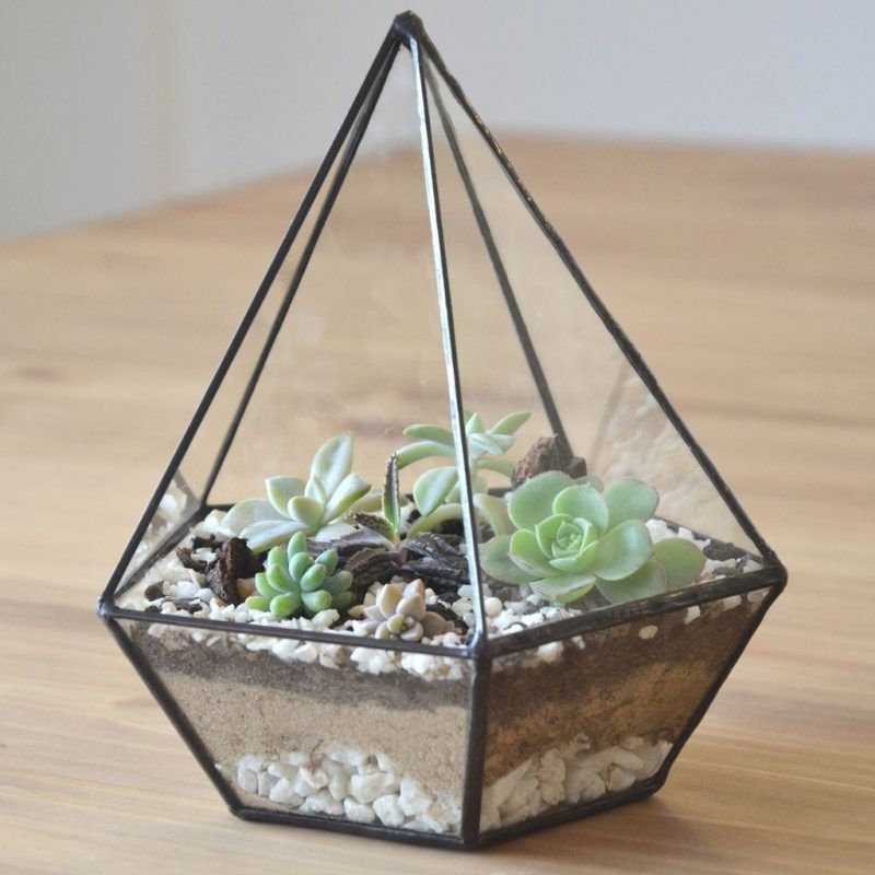 Terrário: 60 Modelos, Plantas e Como Fazer Passo a Passo!