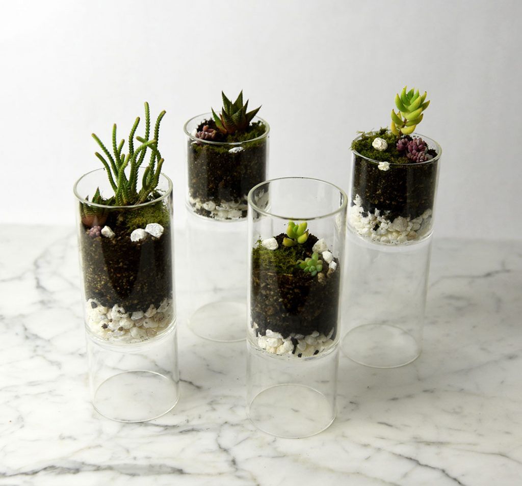 Terrário: 60 Modelos, Plantas e Como Fazer Passo a Passo!
