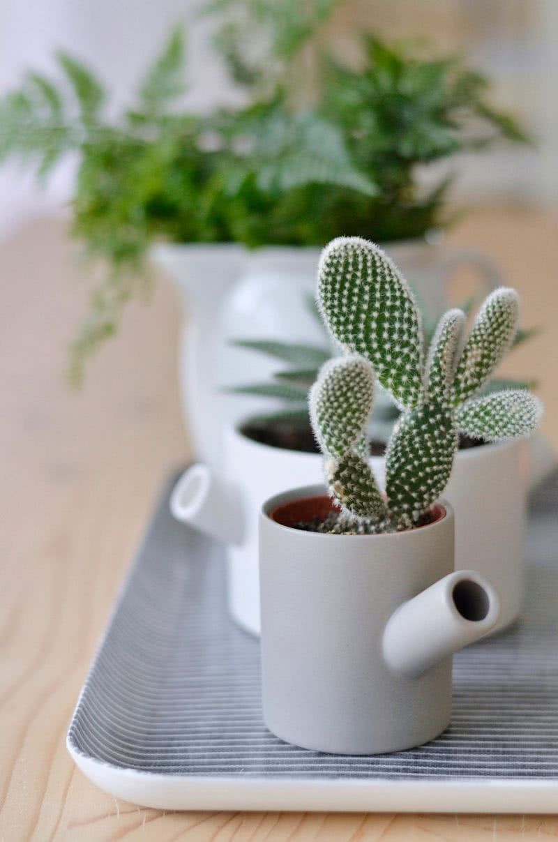 Cactos em Casa: 60 Inspirações de Decoração com a Planta