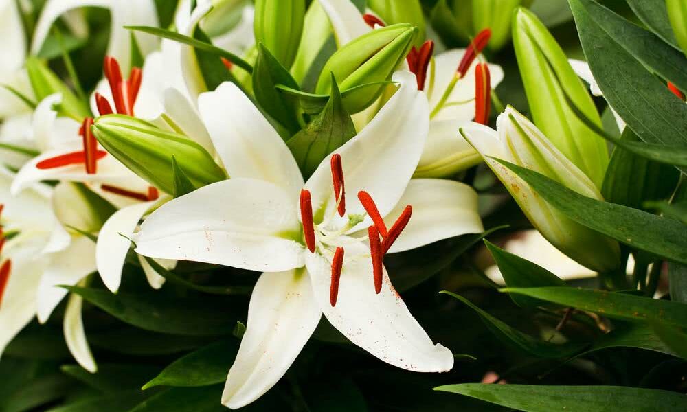 Como Cuidar de Lírios: Dicas Práticas Para Cultivar e Plantar