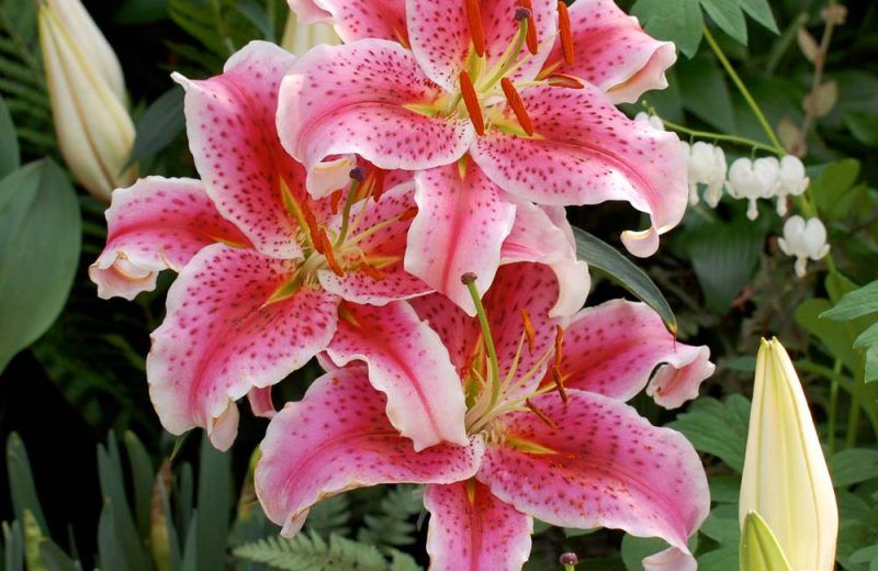 Como Cuidar de Lírios: Dicas para Jardim, Vaso e Plantio