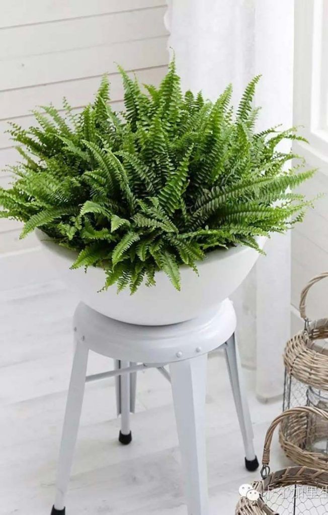 Samambaia: Como Cuidar e 60 Ideias de Decoração Com a Planta