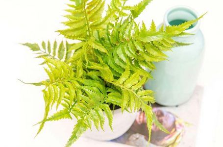 Samambaia: Como Cuidar e 60 Ideias de Decoração Com a Planta