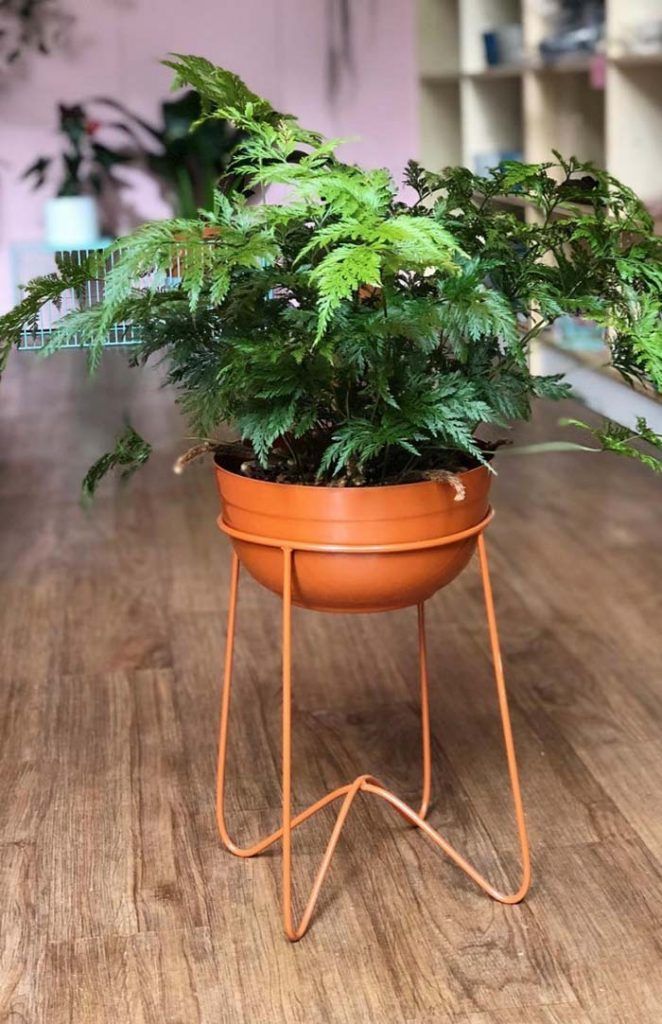 Samambaia: Como Cuidar e 60 Ideias de Decoração Com a Planta