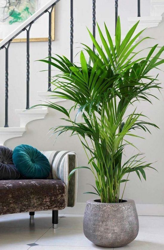 Palmeira Ráfia: Como Cuidar, Preço e 60 Ideias de Decoração