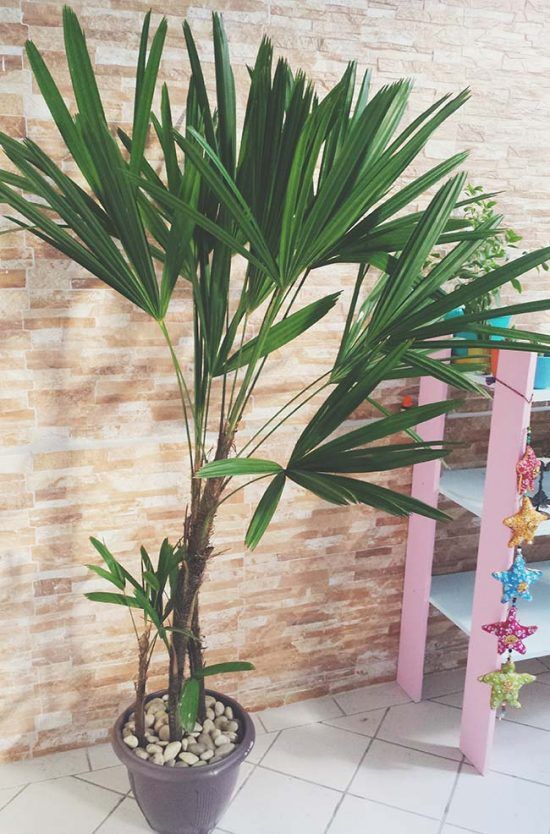 Palmeira Ráfia: Como Cuidar, Preço e 60 Ideias de Decoração
