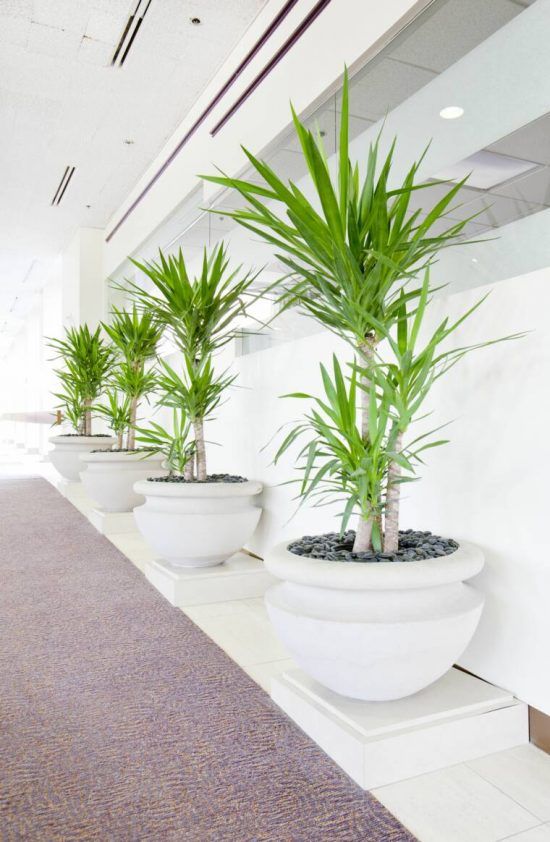 Palmeira Ráfia: Como Cuidar, Preço e 60 Ideias de Decoração