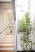 Bambu Mossô: Como Cuidar, Características e 60 Ideias para Decorar