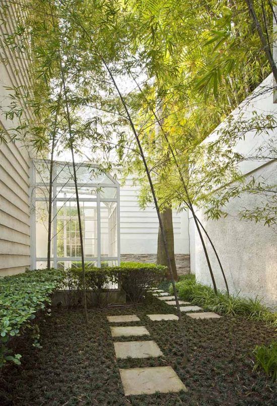 Bambu Mossô: Como Cuidar, Características e 60 Ideias para Decorar