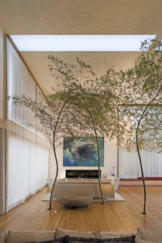 Bambu Mossô: Como Cuidar, Características e 60 Ideias para Decorar