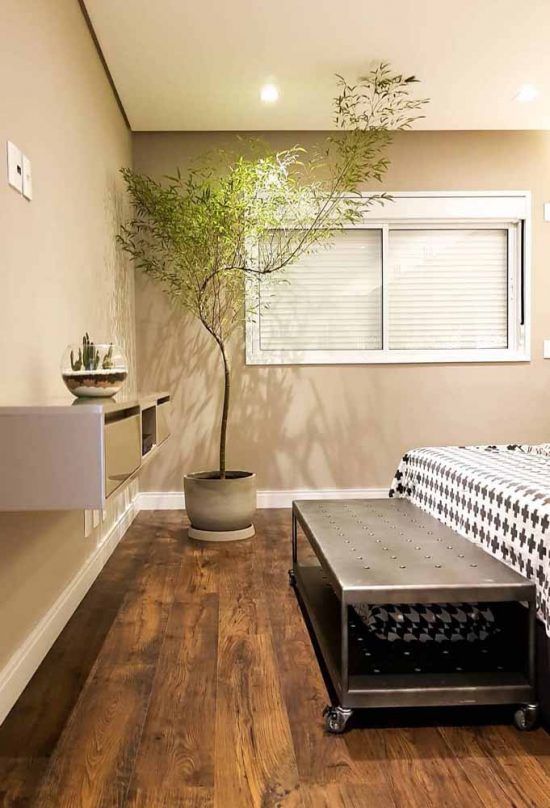 Bambu Mossô: Como Cuidar, Características e 60 Ideias para Decorar