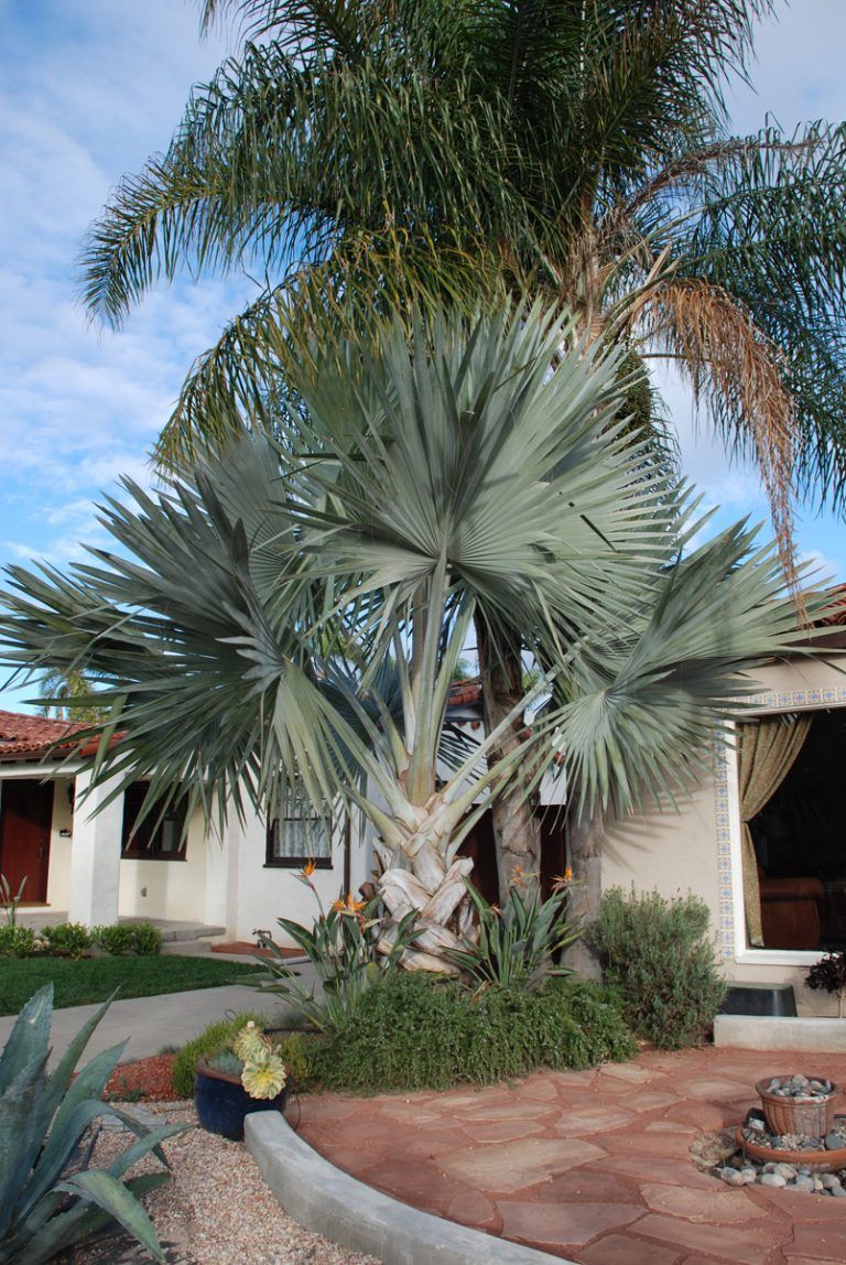 Palmeira Azul: Como Cuidar e 60 Ideias de Paisagismo +Fotos