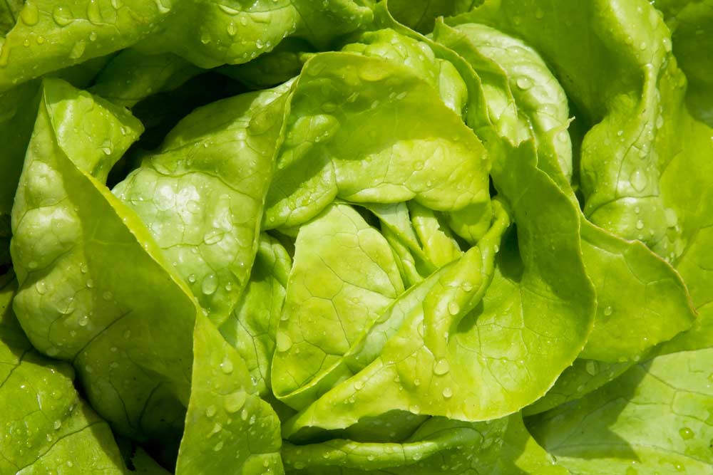 Como Plantar Alface: 5 Maneiras Para Seguir Com Dicas Práticas