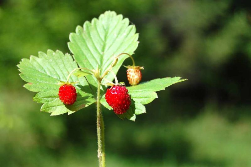 Como Plantar Morango: Onde Plantar, Maneiras e Dicas Essenciais