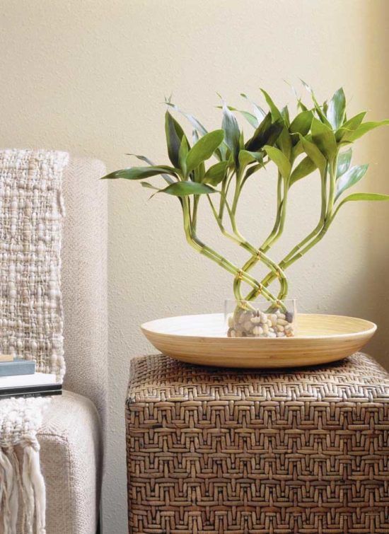 Bambu da Sorte: O que é, Cuidados, Dicas e Fotos de Decoração