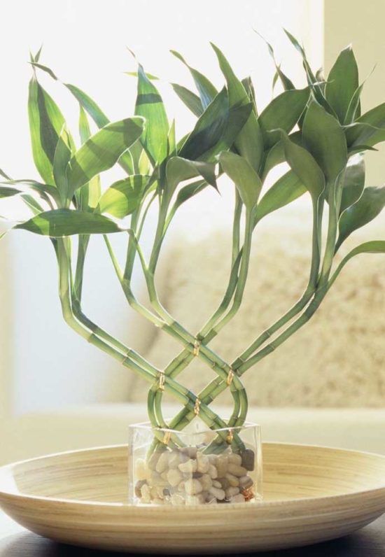 Bambu da Sorte: O que é, Cuidados, Dicas e Fotos de Decoração