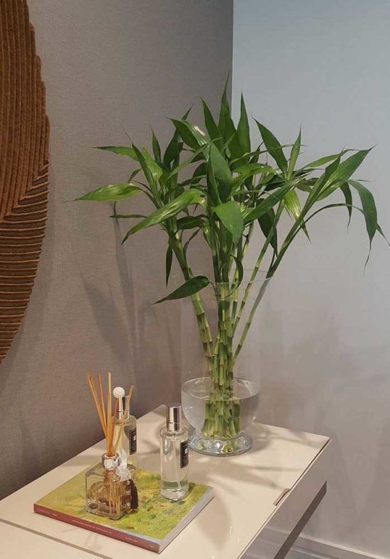 Bambu da Sorte: O que é, Cuidados, Dicas e Fotos de Decoração