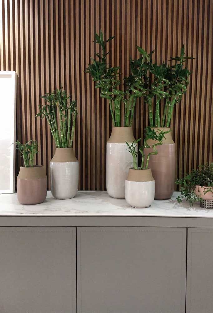 Bambu da Sorte: O que é, Cuidados, Dicas e Fotos de Decoração