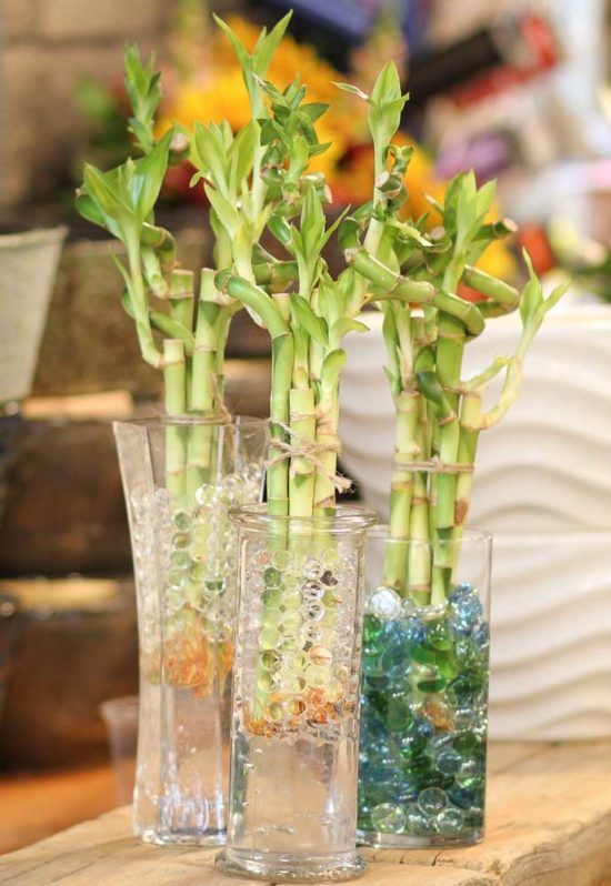 Bambu da Sorte: O que é, Cuidados, Dicas e Fotos de Decoração