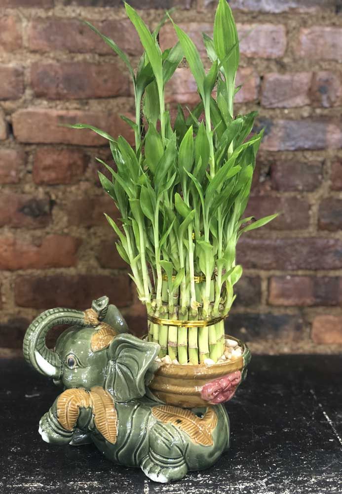 Bambu da Sorte: O que é, Cuidados, Dicas e Fotos de Decoração