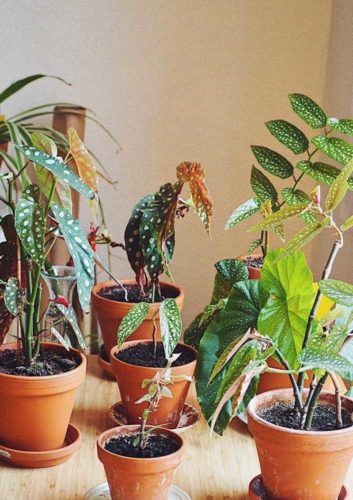 Begônia: Como Cuidar, Plantar, Tipos e Dicas de Decoração