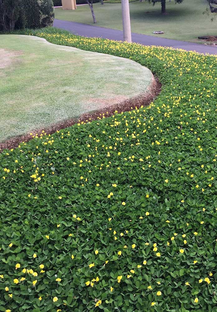Tipos De Grama Veja As Caracter sticas Das Gramas Para Jardim
