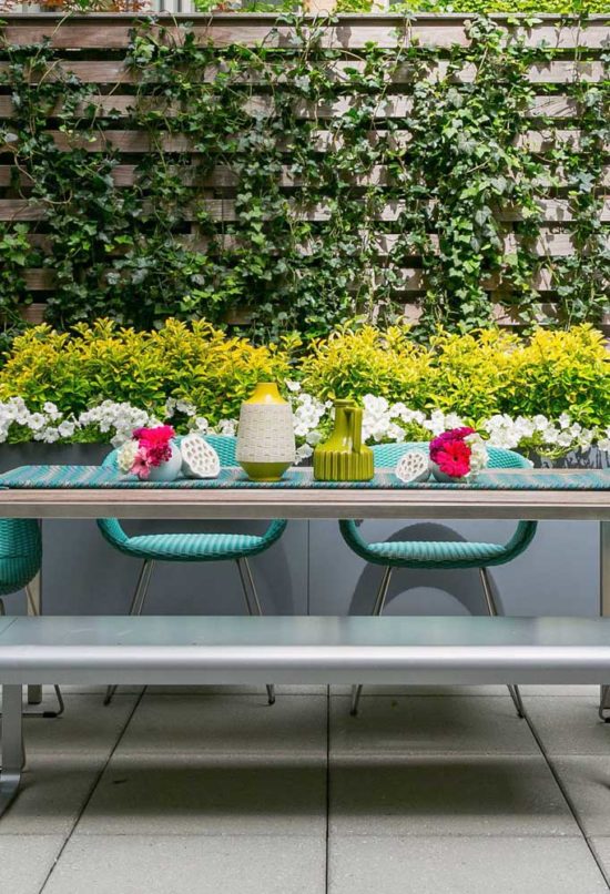 Trepadeira: Espécies, Cuidados e Fotos de Decoração com a Planta