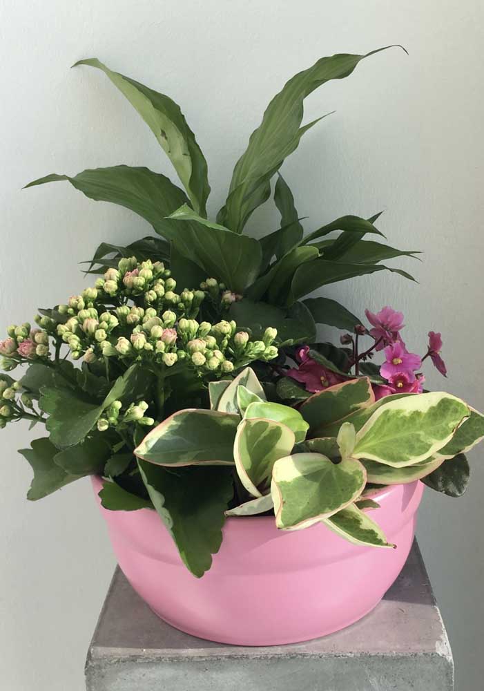 Kalanchoe: Como Cuidar, Mudas e Ideias de Decoração