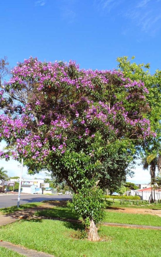 Manacá da Serra: Como Plantar, Como Cuidar e Fotos