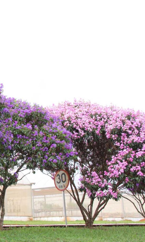 Manacá da Serra: Como Plantar, Como Cuidar e Fotos