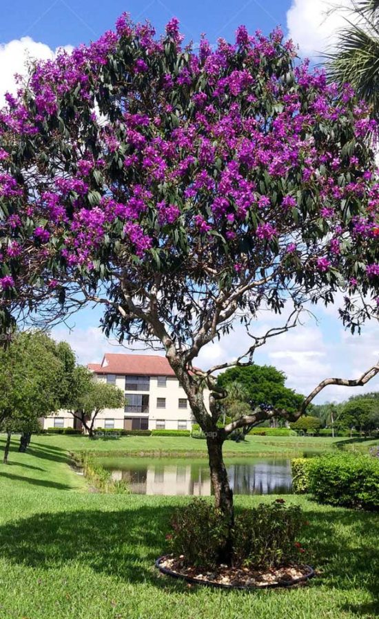 Manacá da Serra: Como Plantar, Como Cuidar e Fotos