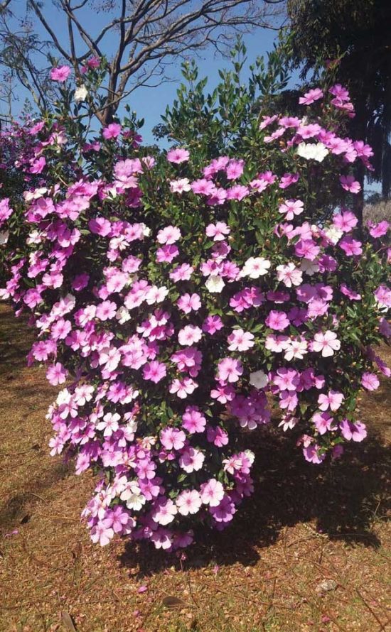 Manacá da Serra: Como Plantar, Como Cuidar e Fotos