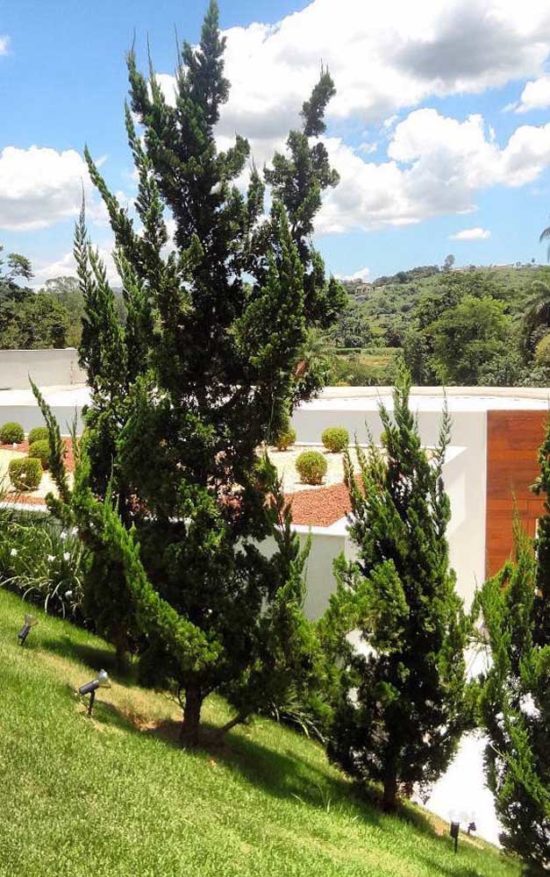 Kaizuka: Como Plantar, Como Cuidar e Fotos de Paisagismo