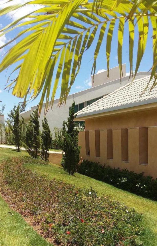 Kaizuka: Como Plantar, Como Cuidar e Fotos de Paisagismo