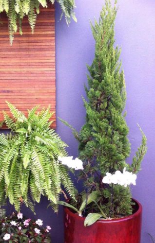 Kaizuka: Como Plantar, Como Cuidar e Fotos de Paisagismo