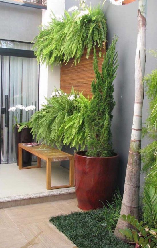 Kaizuka: Como Plantar, Como Cuidar e Fotos de Paisagismo