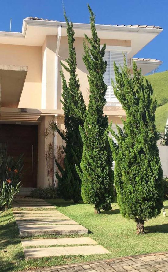 Kaizuka: Como Plantar, Como Cuidar e Fotos de Paisagismo