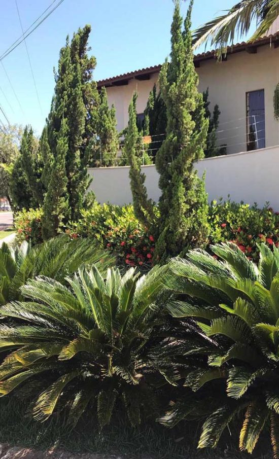 Kaizuka: Como Plantar, Como Cuidar e Fotos de Paisagismo