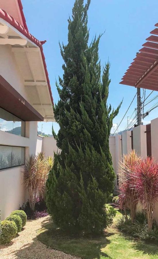 Kaizuka: Como Plantar, Como Cuidar e Fotos de Paisagismo