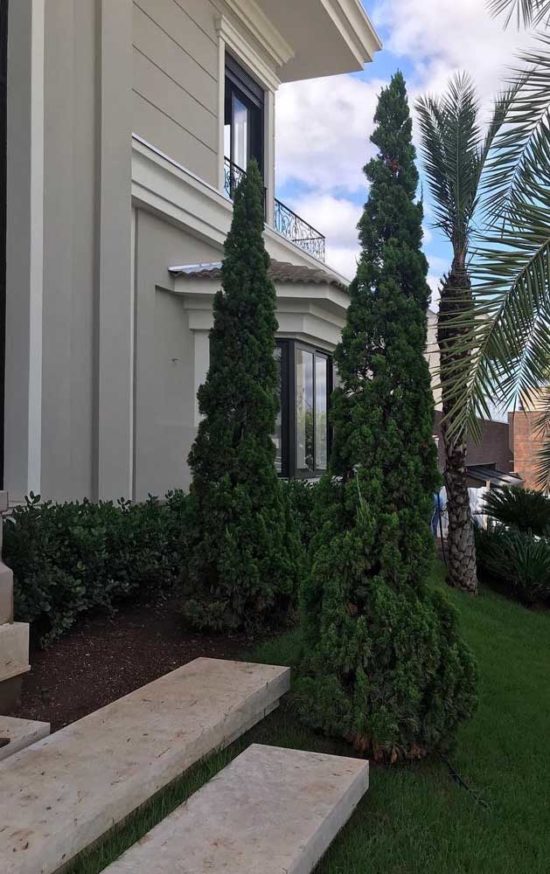 Kaizuka: Como Plantar, Como Cuidar e Fotos de Paisagismo