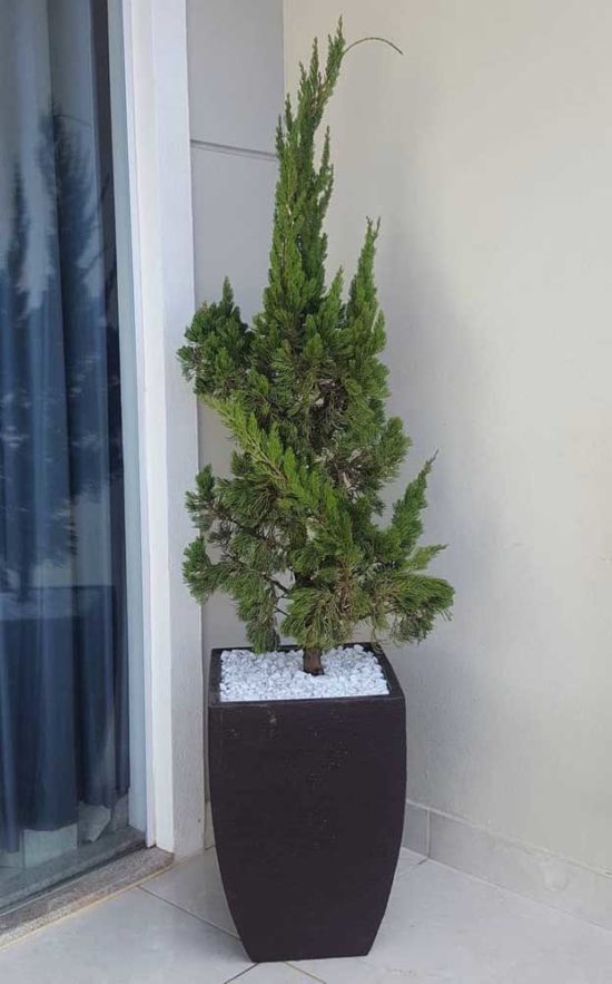 Kaizuka: Como Plantar, Como Cuidar e Fotos de Paisagismo