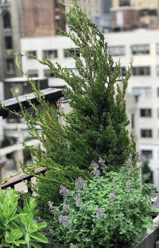 Kaizuka: Como Plantar, Como Cuidar e Fotos de Paisagismo