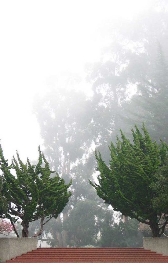 Kaizuka: Como Plantar, Como Cuidar e Fotos de Paisagismo