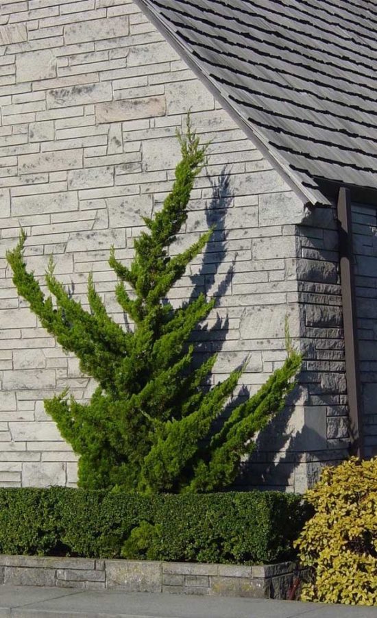 Kaizuka: Como Plantar, Como Cuidar e Fotos de Paisagismo