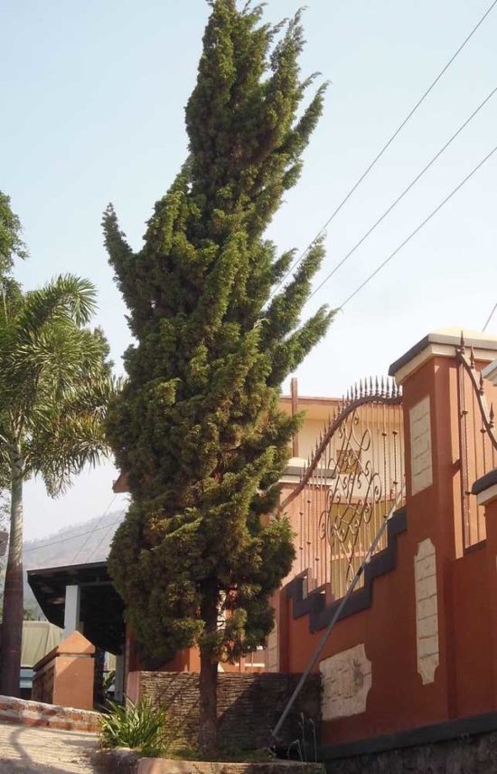 Kaizuka: Como Plantar, Como Cuidar e Fotos de Paisagismo