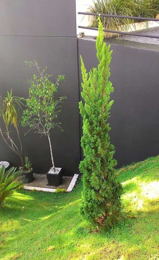 Kaizuka: Como Plantar, Como Cuidar e Fotos de Paisagismo