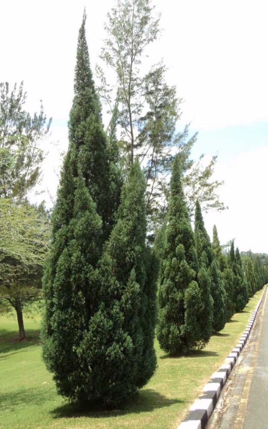 Kaizuka: Como Plantar, Como Cuidar e Fotos de Paisagismo