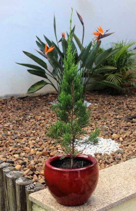 Kaizuka: Como Plantar, Como Cuidar e Fotos de Paisagismo